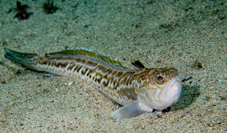 Die giftigsten Tiere Deutschlands