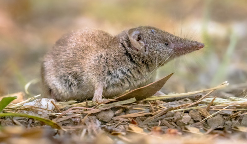 Die giftigsten Tiere Deutschlands