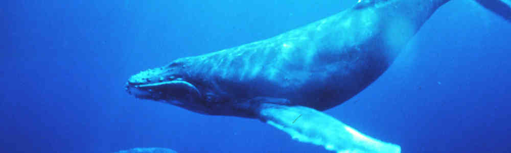 Biologie: Nachrichten und Wissen