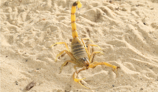 Die giftigsten Tiere der Welt