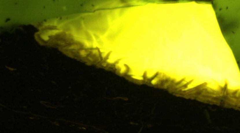 Erstmals Bernstein in der Antarktis entdeckt