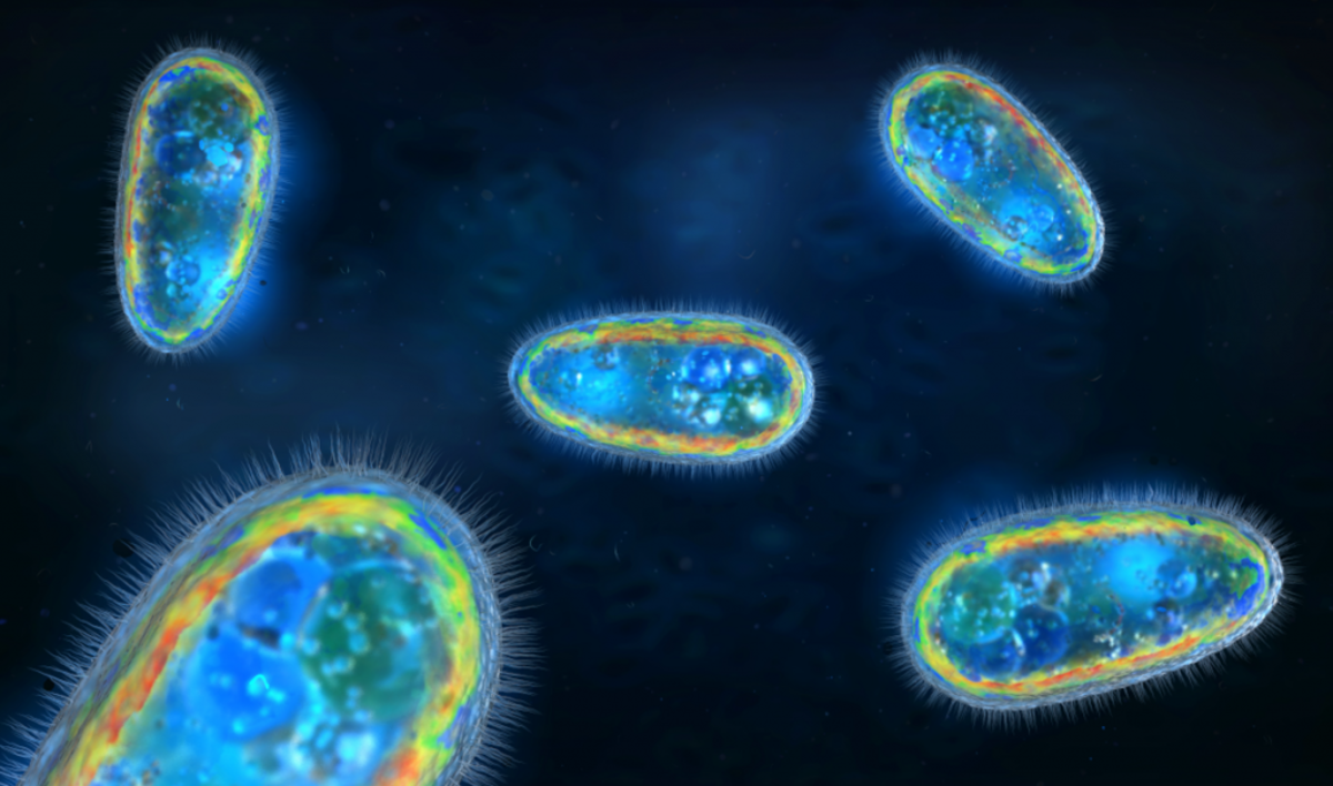 Wann lebte der Vorfahre aller Lebewesen?