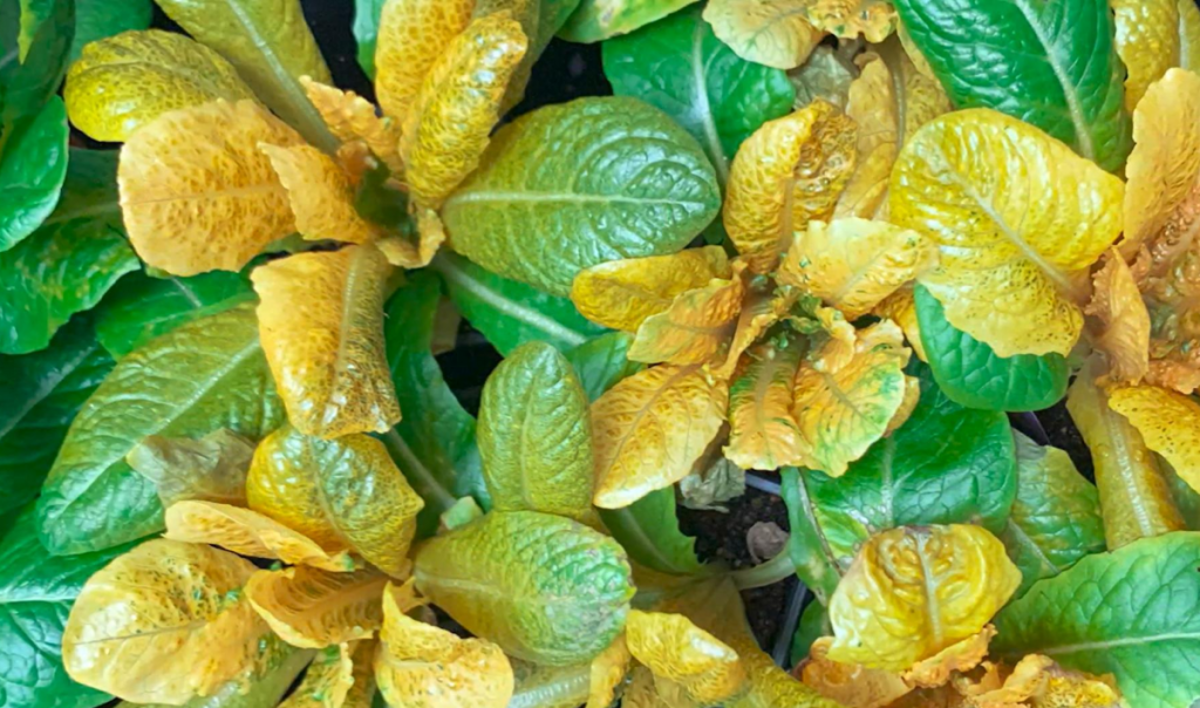 Biologie: Nachrichten und Wissen