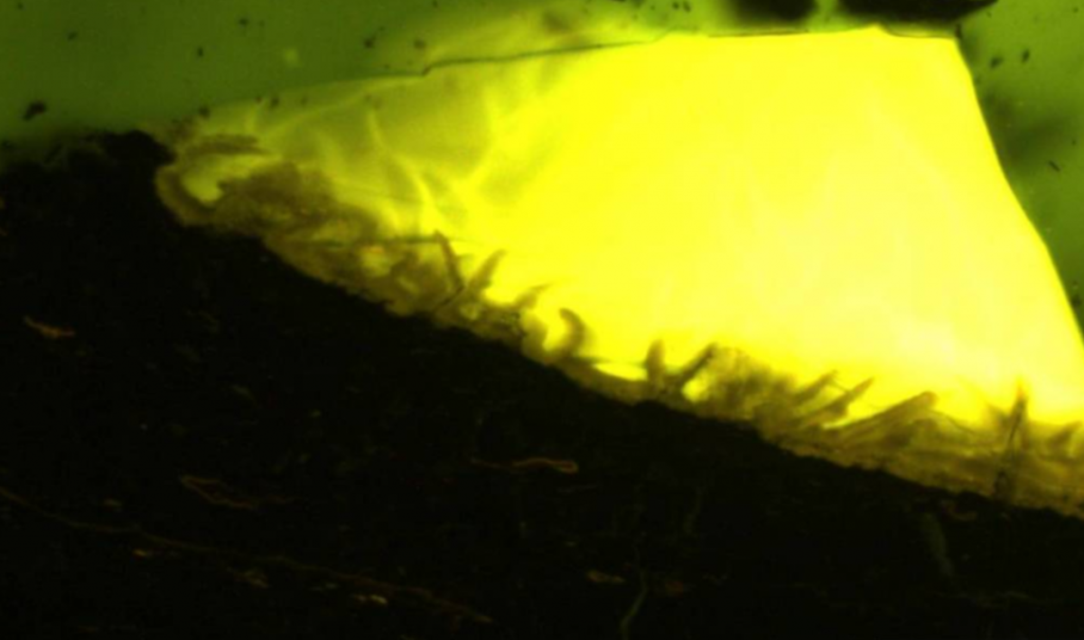 Erstmals Bernstein in der Antarktis entdeckt