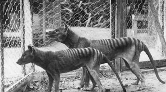 Aktuelles Foto zeigt wahrscheinlich lebenden Tasmanischen Tiger