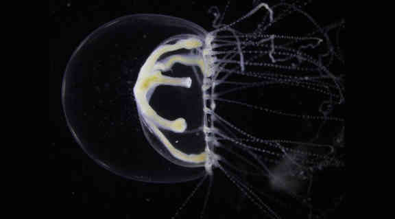 Ursache des ersten Massenaussterbens entdeckt