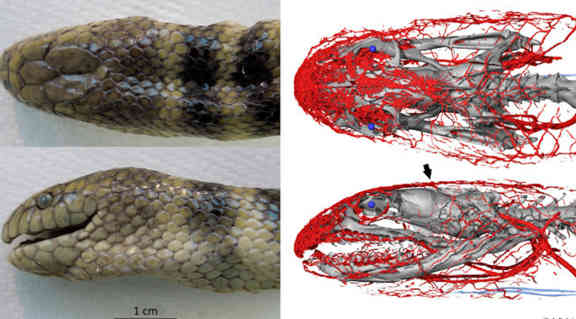 Neue Schlangenfamilie identifiziert