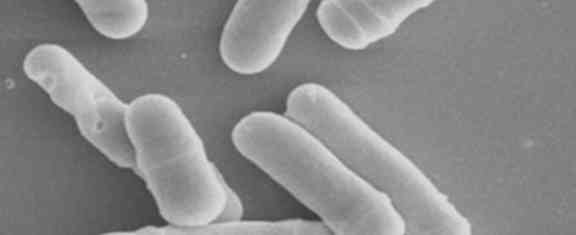 Theoretische Unsterblichkeit von Hefe-Zellen