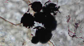 Das Leben an Land ist mindestens 3,22 Milliarden Jahre alt