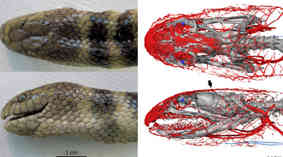Neue Schlangenfamilie identifiziert