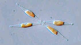 Sind Menschen in der Lage die Zukunft vorherzusehen?