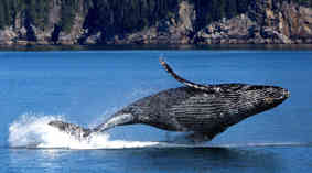 Schwertwale jagen das größte Tier der Erde