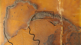 Neue Schlangenfamilie identifiziert