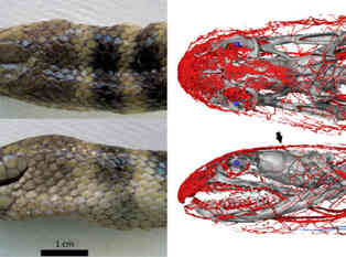 Neue Schlangenfamilie identifiziert