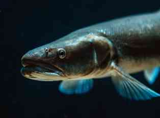 Forscher finden am tiefsten lebende Fisch-Art im Marianengraben