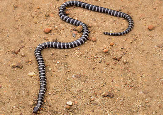 Neue Schlangenfamilie identifiziert