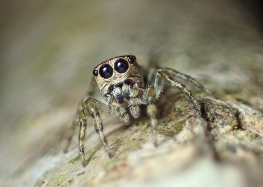 Edle Kugelspinne fängt in Europa Fledermäuse