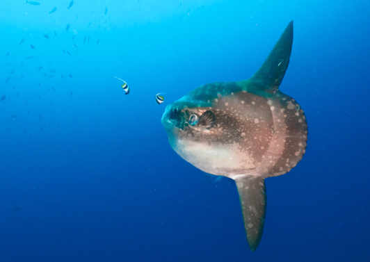 Mondfisch vor Azoreninsel Faial bricht Weltrekord