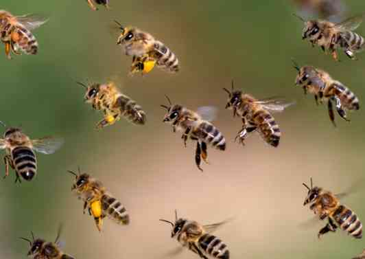 Bienenschwärme erzeugen mehr Volt pro Meter als Gewitterwolken