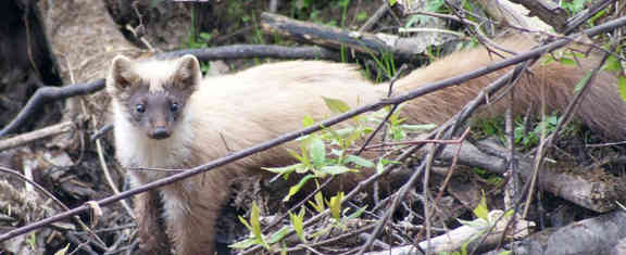 Marder: Arten, Aussehen, Leben und Schutzmöglichkeiten