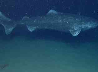 Der Grönlandhai und seine Geheimnisse