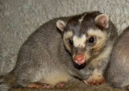 Marder: Arten, Aussehen, Leben und Schutzmöglichkeiten