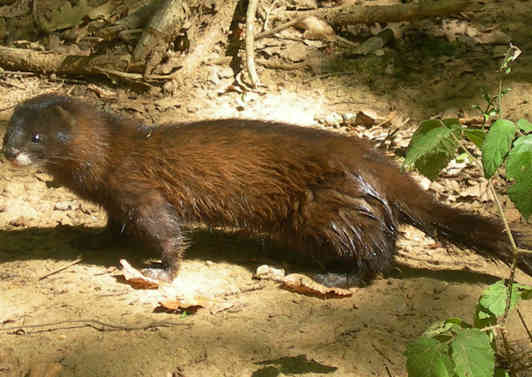 Marder: Arten, Aussehen, Leben und Schutzmöglichkeiten