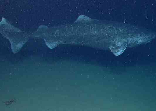 Der Grönlandhai und seine Geheimnisse