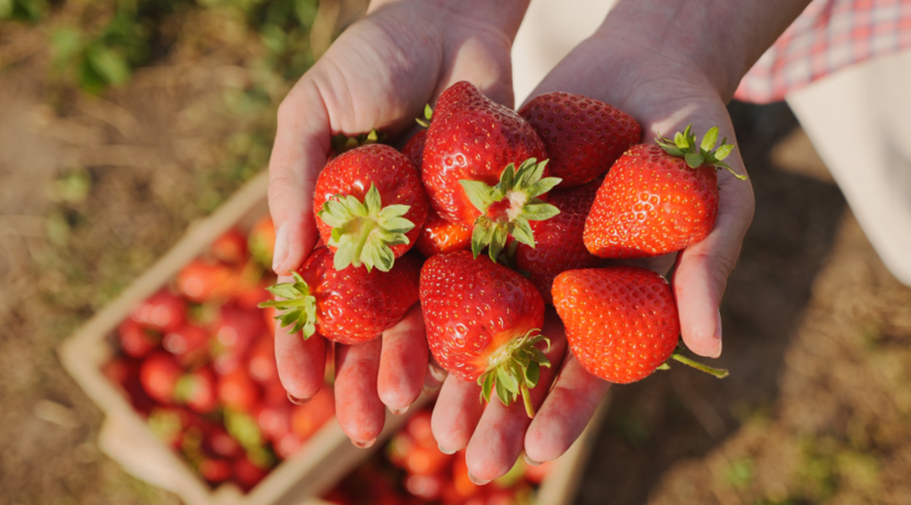 Erdbeeren fördern die Herzgesundheit und schützen das Gehirn