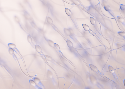 Spermien: Nachrichten und interessante Informationen