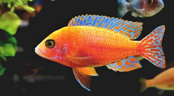 Forscher finden am tiefsten lebende Fisch-Art im Marianengraben