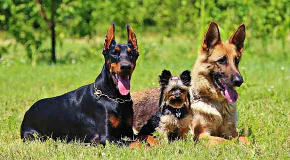 Haustiere fördern Gesundheit und Wohlbefinden