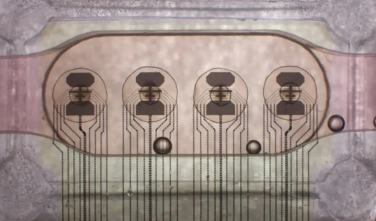 Lebender Computer aus menschlichen Gehirnzellen produziert