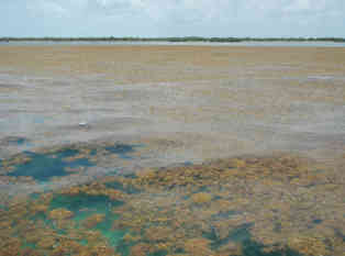 Gigantischer Algenteppich im Atlantik reicht von Afrika bis Mexiko